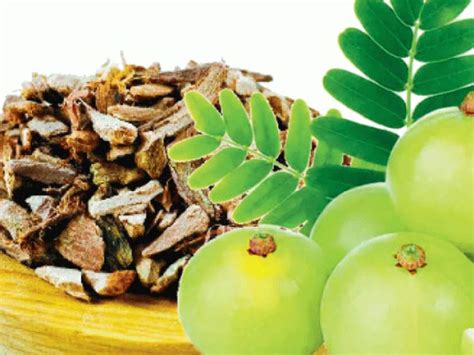 මඟුල් කරඳ බිං කරල් හැබ අරළු පොතුවලින් ලේ පිටවන අර්ශස් රෝගයට කසාය වට්ටෝරුවක්