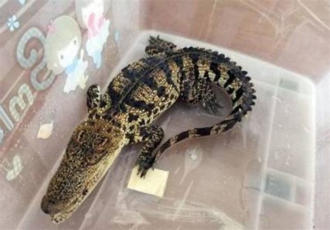 网购小鳄鱼 小鳄鱼苗70一只 大山谷图库