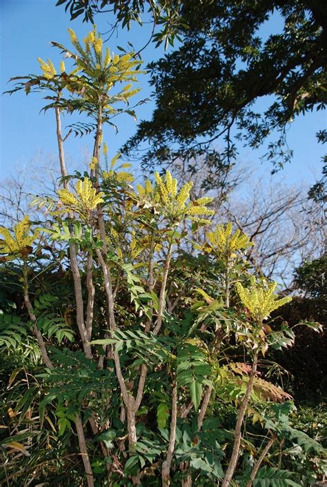 樹の花と実 4マホニアメディア 山想花sansoukaブログ