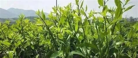 果技精选柑橘秋梢期两肥三药没做好明年果少跑不了 进行 挂果 土壤