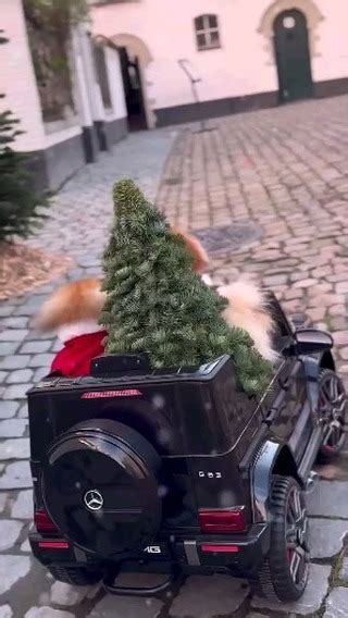 Pomeranians Pomeraniansvibes • Instagram Photos And Videos