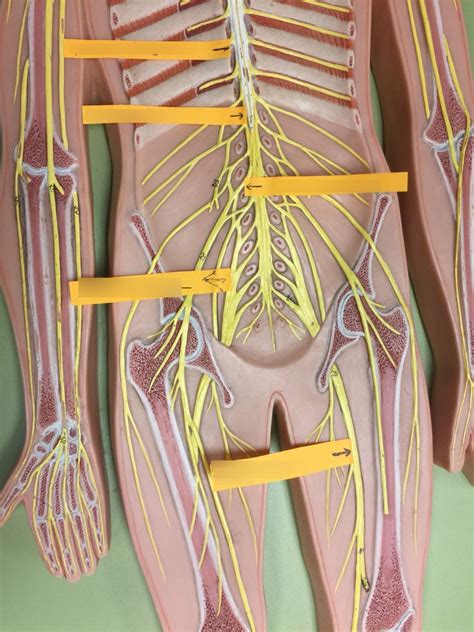 Plexus Nerves Diagram Quizlet