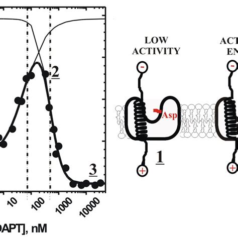 Best Fit Parameters For The Biphasic Activation Inhibition Download Table