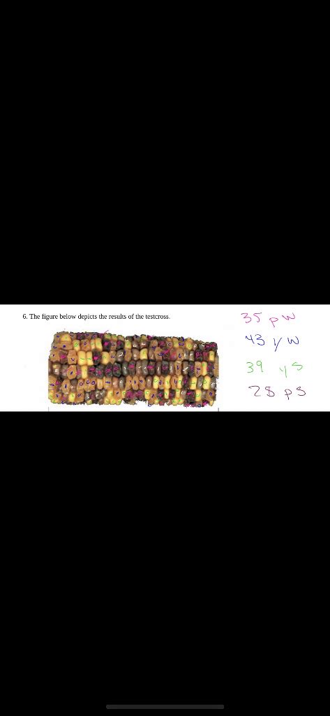 Solved The Figure On The Lab Data Sheet Shows The Chegg