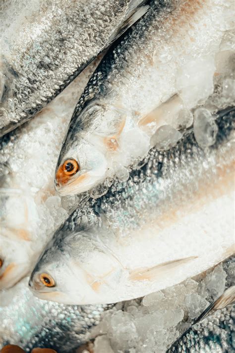 건강한 식생활 계절 냉각 다이어트 단백질 매크로 촬영 물고기 물고기 디스플레이 물고기 머리 바다 수확 바다의