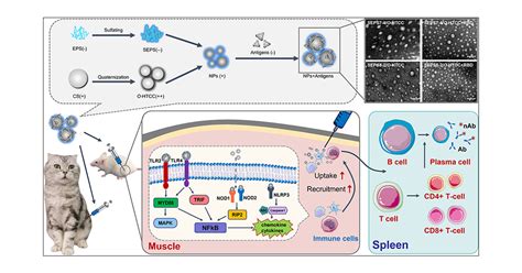 Self Assembling Sulfated Lactobacillus Exopolysaccharide Nanoparticles As Adjuvants For Sars Cov