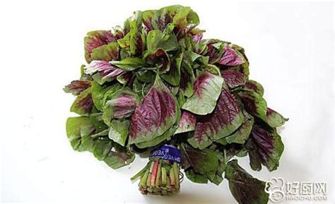 莧菜的功效與作用有哪些 每日頭條