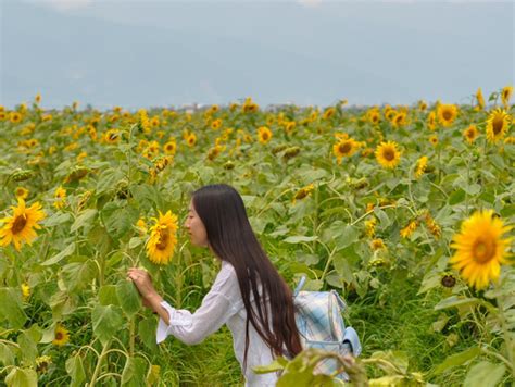 大理才村金色的温暖 紫色的浪漫