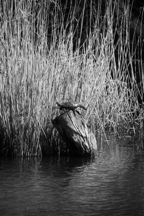Floating Turtle By Ingimination On Deviantart
