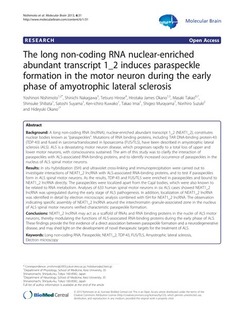 Pdf The Long Non Coding Rna Nuclear Enriched Abundant Transcript 12