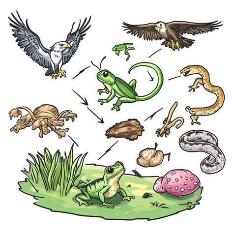 Food Chain Diagram With Green Grasshopper Premium Ai Generated Image