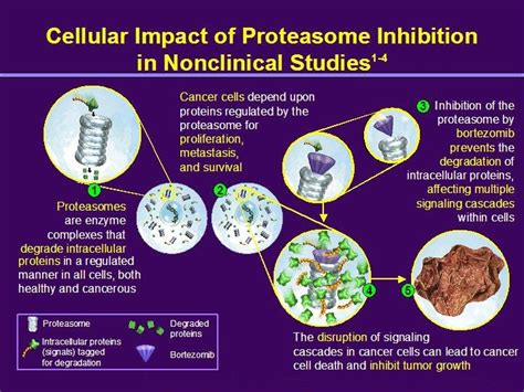 Science Safety Precautions Of Chemotherapy