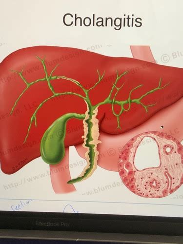 Hi Flashcards Quizlet
