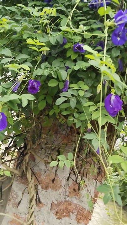 Shanku Poola Chettu Youtube