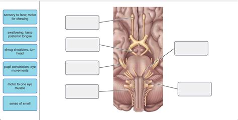 Solved Match Each Cranial Nerve With Its Function Each Chegg Com