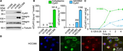 Detection Of Cyr61 And Its Secretion In Lung Cancer Cells All