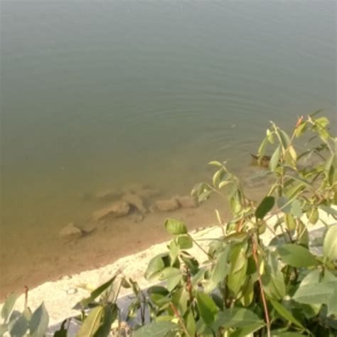 Elvis Zhu East China University Of Science And Technology Shanghai Ecust School Of