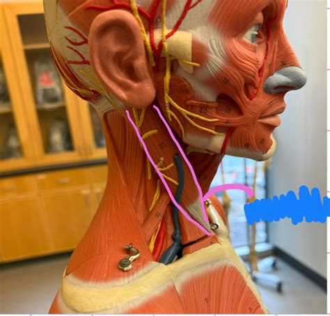 Lab Exam 2 Muscles Flashcards Quizlet