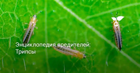 Трипсы. Энциклопедия вредителей — Ботаничка
