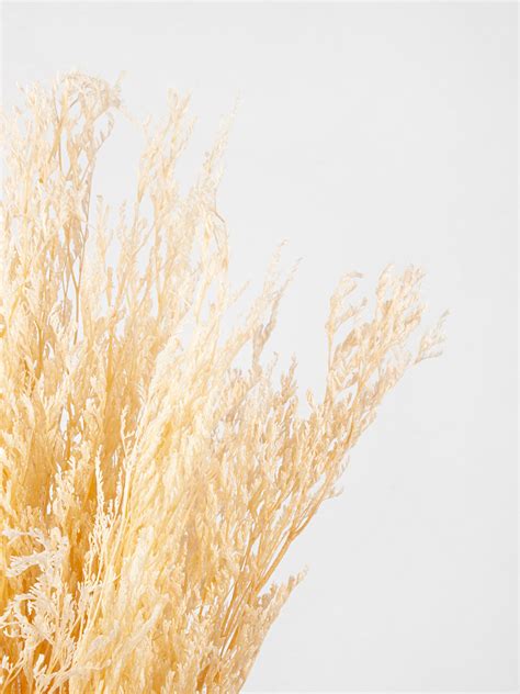 Лімоніум стабілізований вибілений персиковий купити в Україні за низькою ціною • Dfb Elements