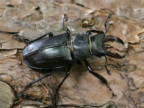 Najpi Kniejszy Polski Chrz Szcz Populacja Jelonka Rogacza Si Zmniejsza Bryk Pl