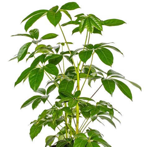 Umbrella Tree Schefflera Actinophylla Lush Foliage And Tropical Beauty
