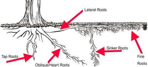 Tree Root System Types