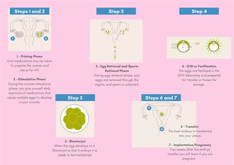 The Ivf Process What Happens During An Ivf Cycle Nbkomputer