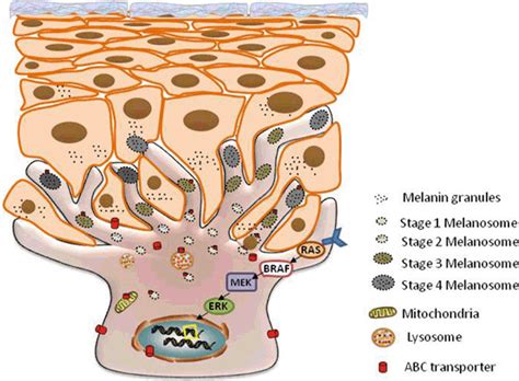 1 1 Process Of Melanogenesis And Resistance Mechanisms Of Melanoma