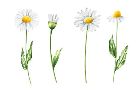 흰색 배경에 격리된 수채화 흰색 데이지 꽃 그림 카모마일 미용 제품 및 식물학 세트 미용 및 의학의 세부 사항 디자이너 스파 장식 엽서 포장지 스크랩북 커버 초대장 포스터