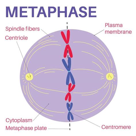 Metaphase Is A Stage Of Mitosis In The Eukaryotic Cell Cycle Cycle Cellulaire Cellule