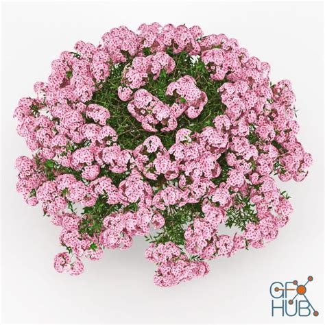 Cgtrader Plants Set 3d Models Collection Gfx Hub