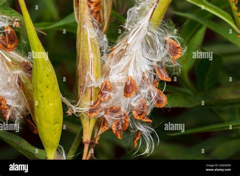 Closeup Of Swamp Milkweed Seedpod And Seeds Wildflower Garden Plant