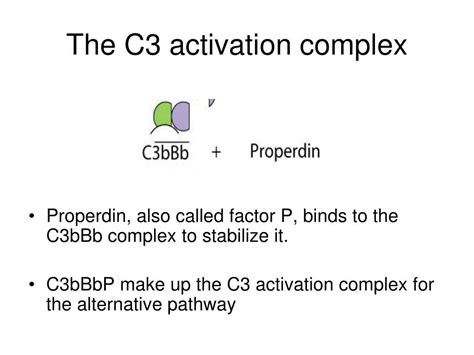 Ppt The Complement System Powerpoint Presentation Free Download Id