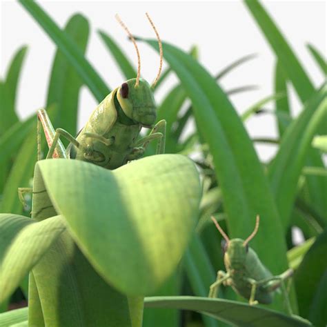 Grasshopper Rigged Animated In Grass Field Modèle 3d 199 Ma Obj