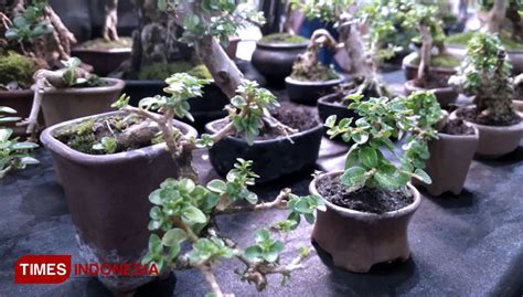 Bonsai Pohon Imut Yang Estetik Dan Banyak Diminati TIMES Indonesia