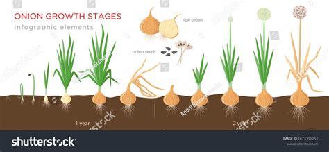 양파 식물은 씨앗에서 양파까지 성장 단계 스톡 벡터로열티 프리 1673391253 Shutterstock