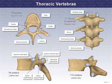 Thoracic Vertebrae Trialquest Inc