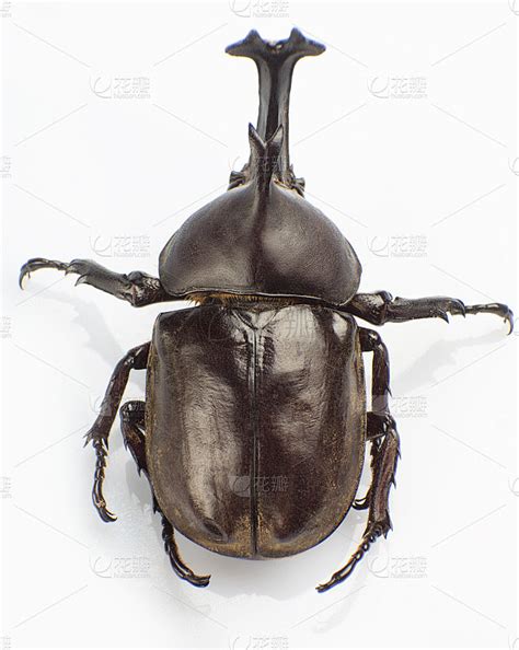 独角仙