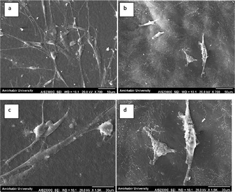 Morphology Of Differentiated Neuron Cells In Culture A And C Cells On Download Scientific