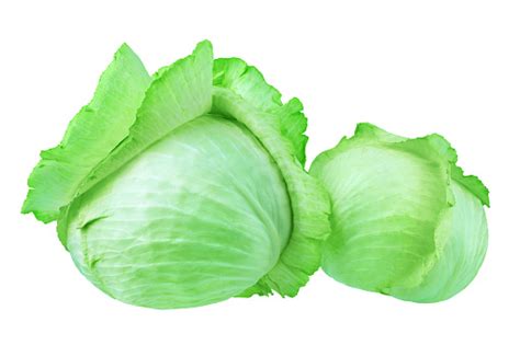 흰색 배경에 고립 된 근접 촬영 크고 작은 라운드 잘 익은 흰 머리 양배추 신선한 야채 디자인 요소 유기 제품 그림 스튜디오