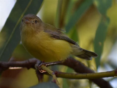Weebill Smicrornis Brevirostris