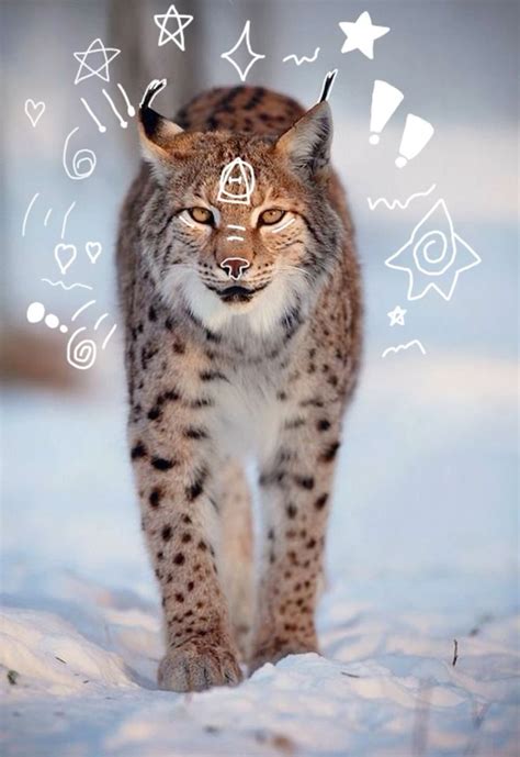 Eurasian Lynx Therian Pfp ★ Leather Chokers Eurasian Lynx Leather