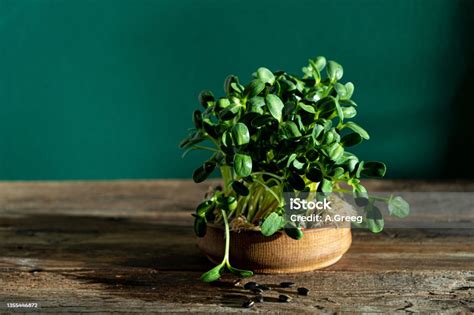 나무 그릇에 마이크로 그린을 성장 해바라기 잎 비건 에코 식품에 대한 씨앗을 발아 테이블에 집 정원 유기 친화적 인 개념 도시 농장 공간을 복사합니다 해바라기 씨앗 건강한