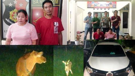 Curi Sapi Hamil Milik Warga Teluk Sepang Kota Bengkulu 2 Pelaku