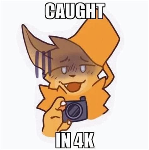 Caught In4k Meme Catte Meme Caught In4k Meme Catte Discover And Share S