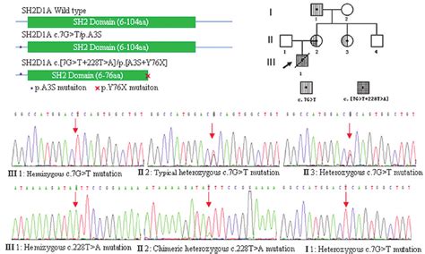 SH2D1A Gene Mutation Pedigree Analysis And Clone Sequencing Analysis Download Scientific