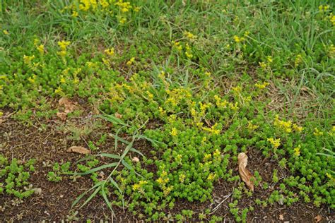 Milder Mauerpfeffer Sedum Sexangulare