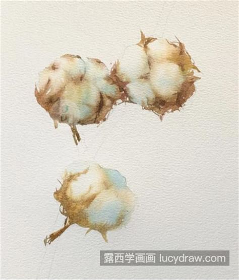 棉花怎么画如何区分明暗关系 露西学画画