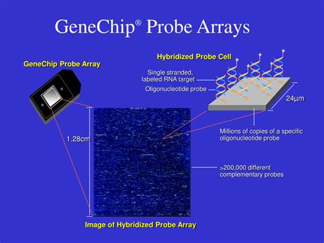 Ppt Dna Gene And Genome Powerpoint Presentation Free Download Id 630012